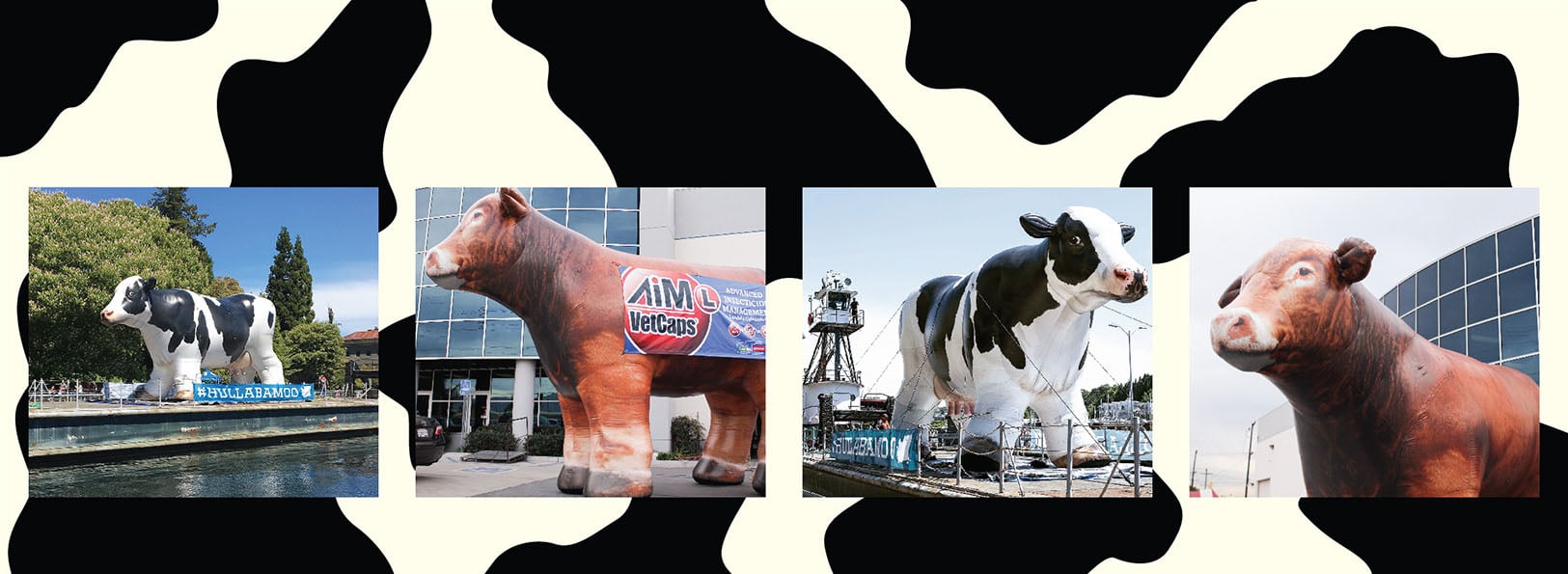 Giant Inflatable Cow | Custom Inflatables