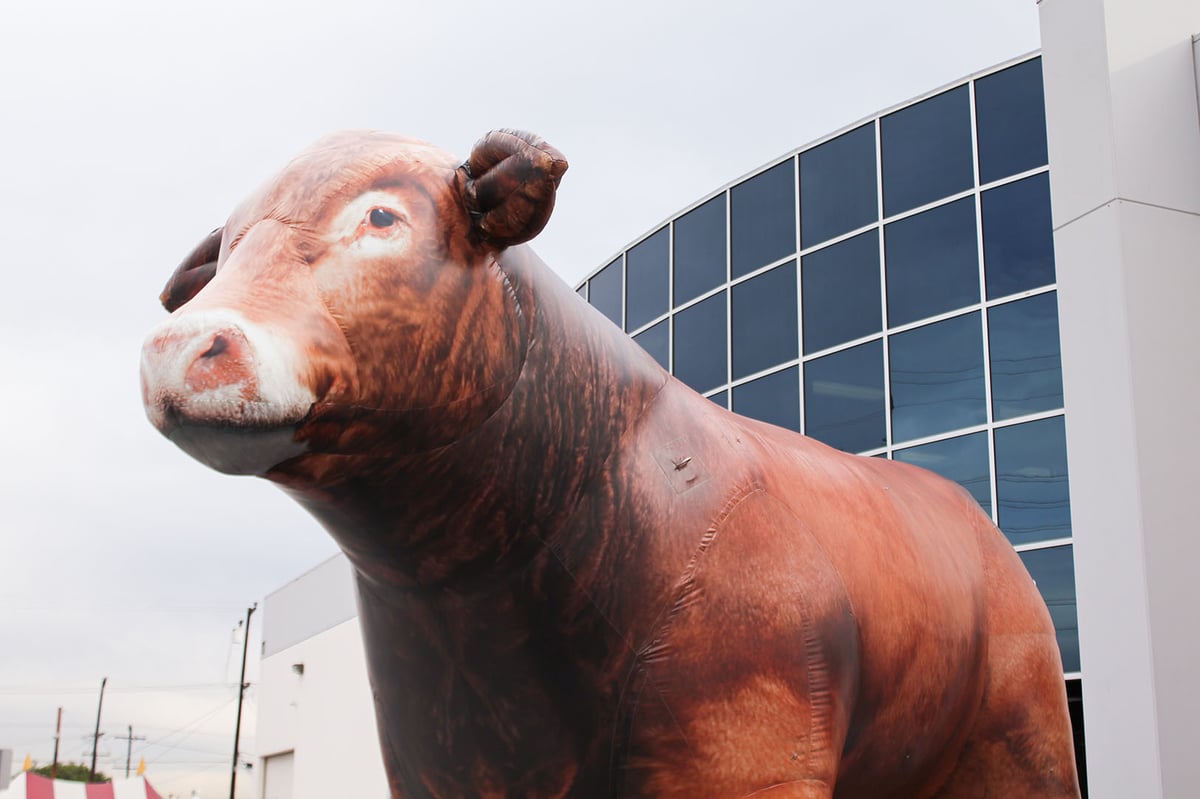 Giant Inflatable Cow | Custom Inflatables
