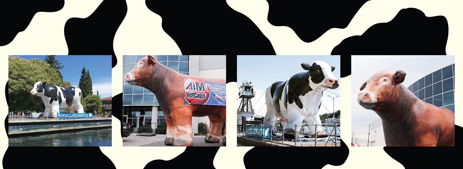 Giant Inflatable Cow | Custom Inflatables